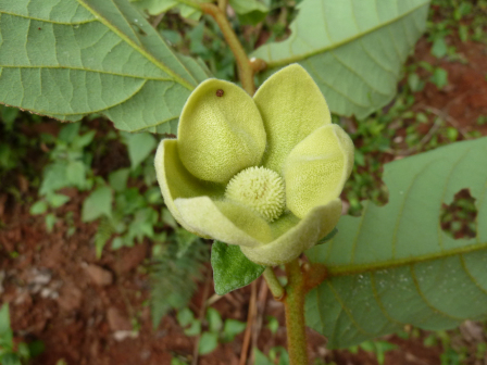 Uvaria afzelii_百度百科