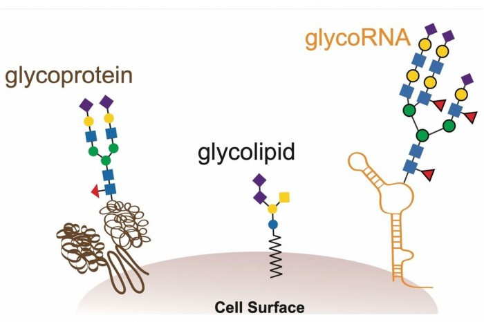 glycoRNA_百度百科