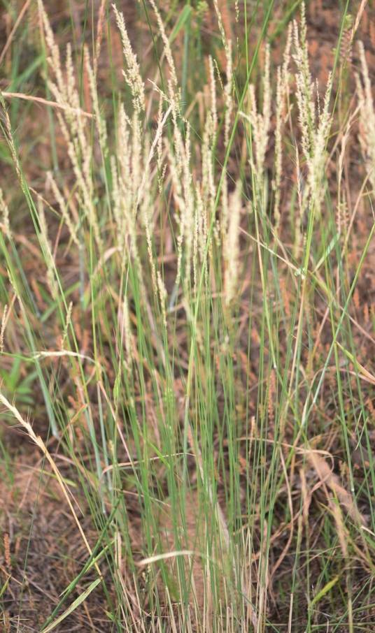 硬质早熟禾（禾本科早熟禾属植物）_百度百科