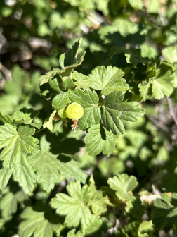 Ribes inerme_百度百科