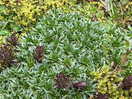 Plantago rigida_百度百科