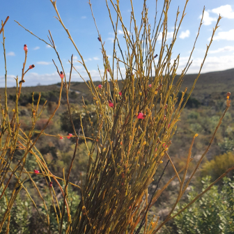 Exocarpos sparteus_百度百科