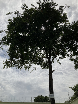 Lecythis lurida_百度百科