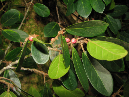 Ficus colubrinae_百度百科
