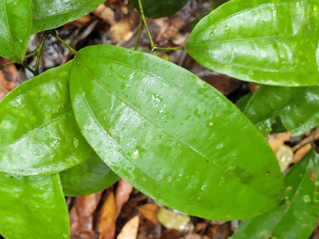 Abuta grandifolia_百度百科