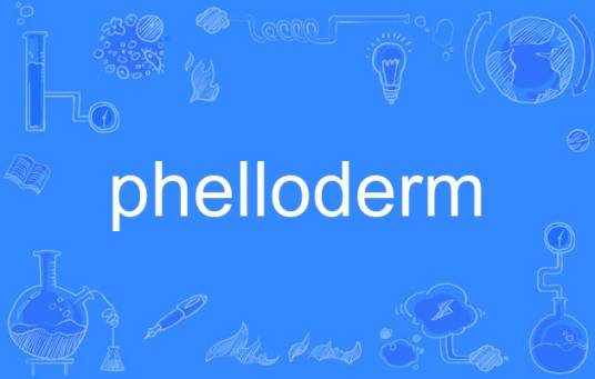 phelloderm_百度百科