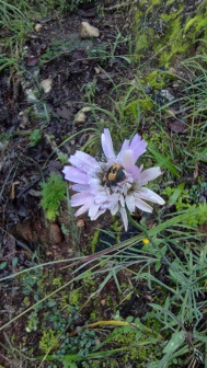 Pinaropappus roseus_百度百科