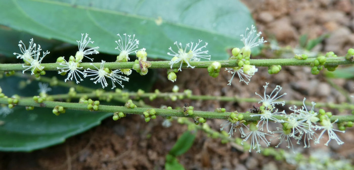 Mareya micrantha_百度百科