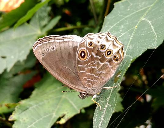白裙黛眼蝶_百度百科