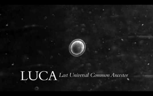 LUCA（所有生物物种的最后共同祖先）_百度百科