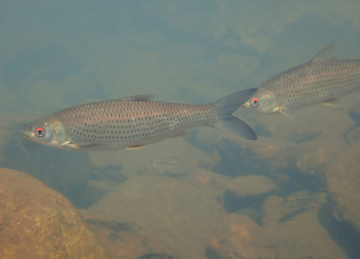 赤眼鳟_百度百科