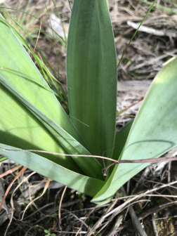 Drimia capensis_百度百科
