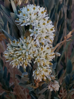 Solenostemma oleifolium_百度百科