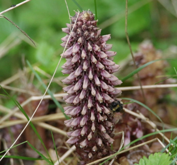 Lathraea rhodopea_百度百科