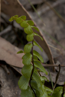 Lindsaea linearis_百度百科