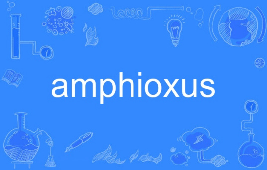 amphioxus_百度百科