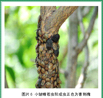 小皱蝽_百度百科