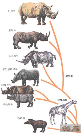 奇蹄目_百度百科