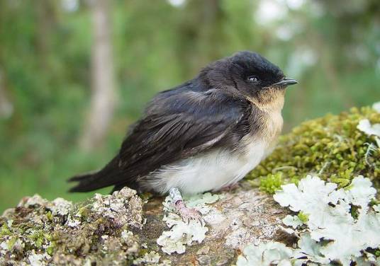 淡脚南美燕_百度百科