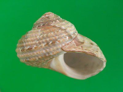 蝾螺科_百度百科