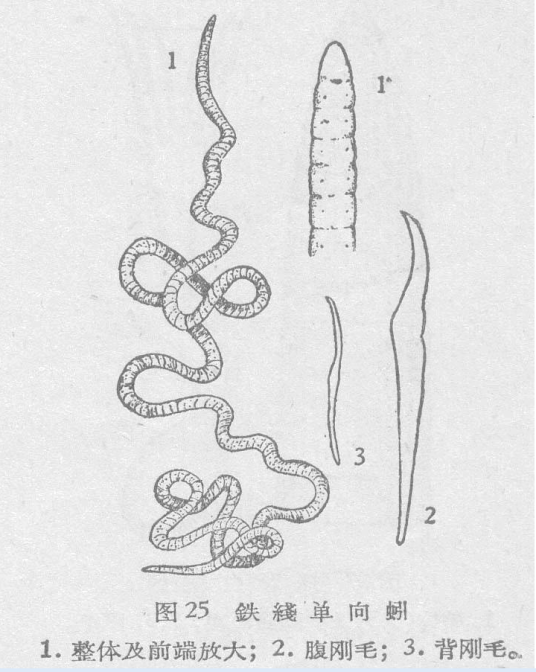 铁线单向蚓_百度百科