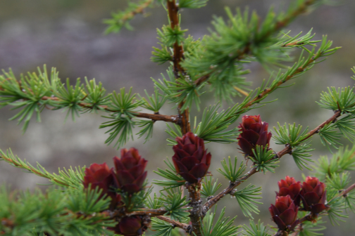 Larix gmelinii_百度百科