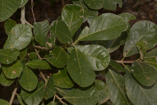 Ficus scobina_百度百科