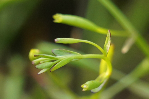 Legenere valdiviana_百度百科