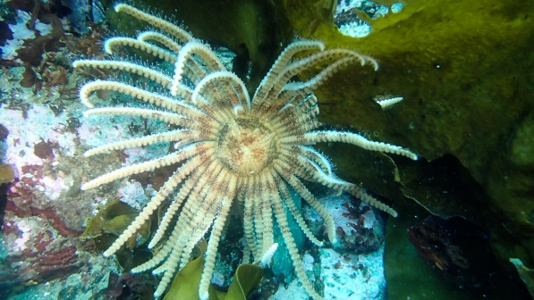 Labidiaster annulatus_百度百科