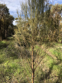 Exocarpos sparteus_百度百科