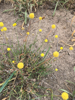 Pycnosorus chrysanthus_百度百科