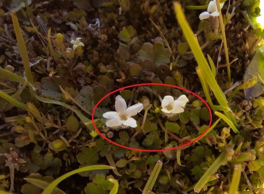 Mentha cunninghamii_百度百科