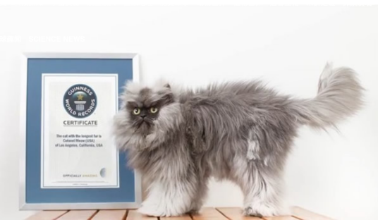 Colonel Meow_百度百科