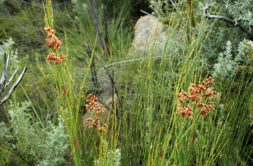 帚灯草属_百度百科