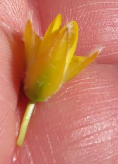 Cyclopia alopecuroides_百度百科