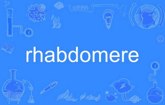 rhabdomere_百度百科