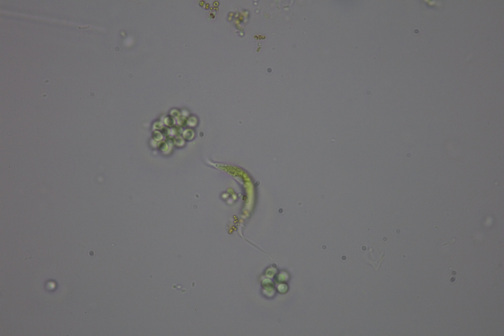 螺旋弓形藻_百度百科