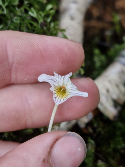 Viola filicaulis_百度百科