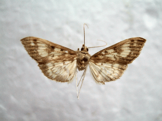 斑点卷叶野螟_百度百科