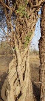 Cocculus pendulus_百度百科