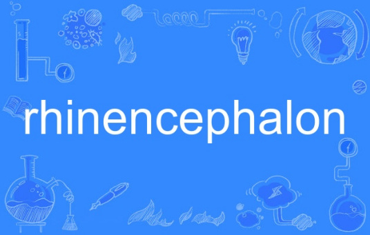 rhinencephalon_百度百科