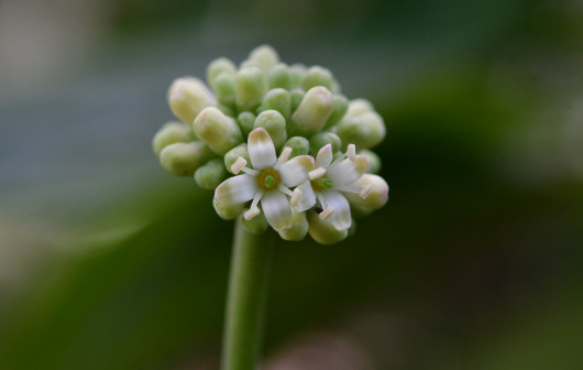 Cornus disciflora_百度百科