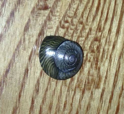 汤玛氏虫昌螺_百度百科