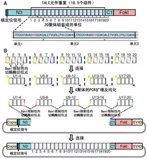 基因组编辑三大利器：TALEN、ZFN和CRISPR/Cas_百科TA说