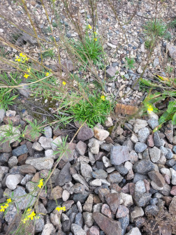 Erysimum diffusum（十字花科糖芥属植物）_百度百科