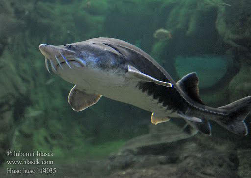 欧洲鳇到底能活多久？说说最让手游玩家受伤的大鱼到底是啥_百科TA说