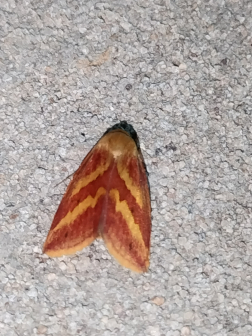 蝠蛉夜蛾_百度百科