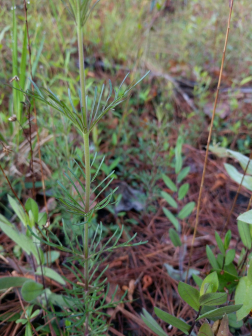 Penstemon dissectus_百度百科