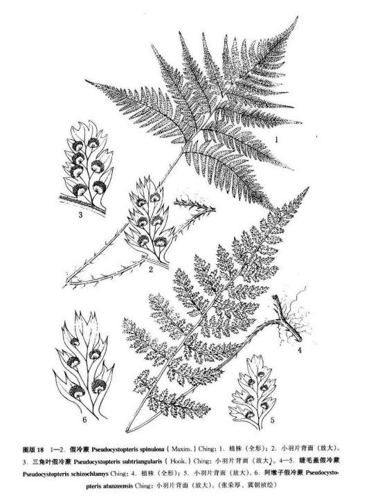 三角叶假冷蕨_百度百科