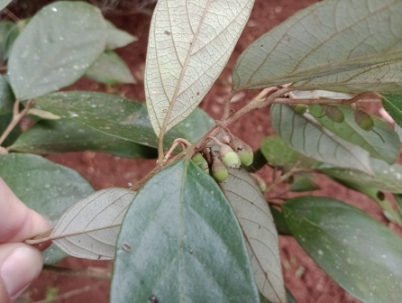 Styrax pohlii_百度百科